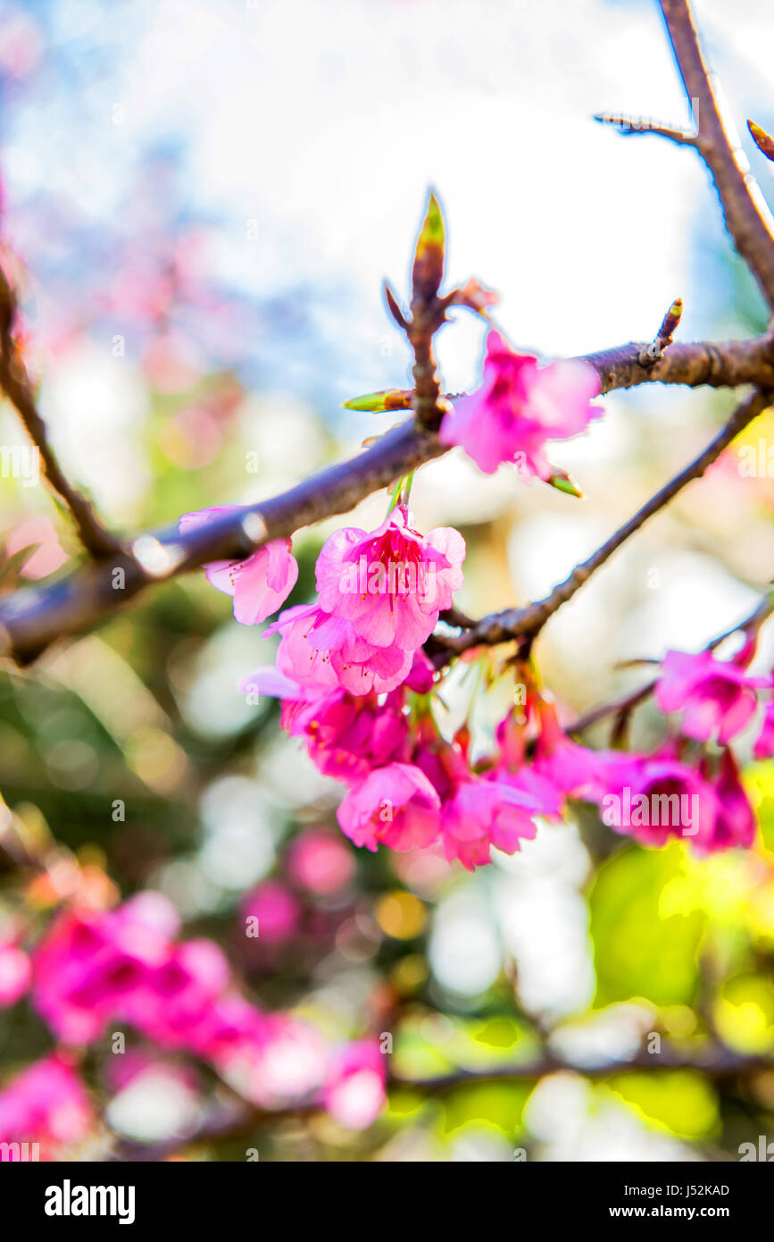 blooming Sakura flower and Cherry bossom tree Stock Photo - Alamy