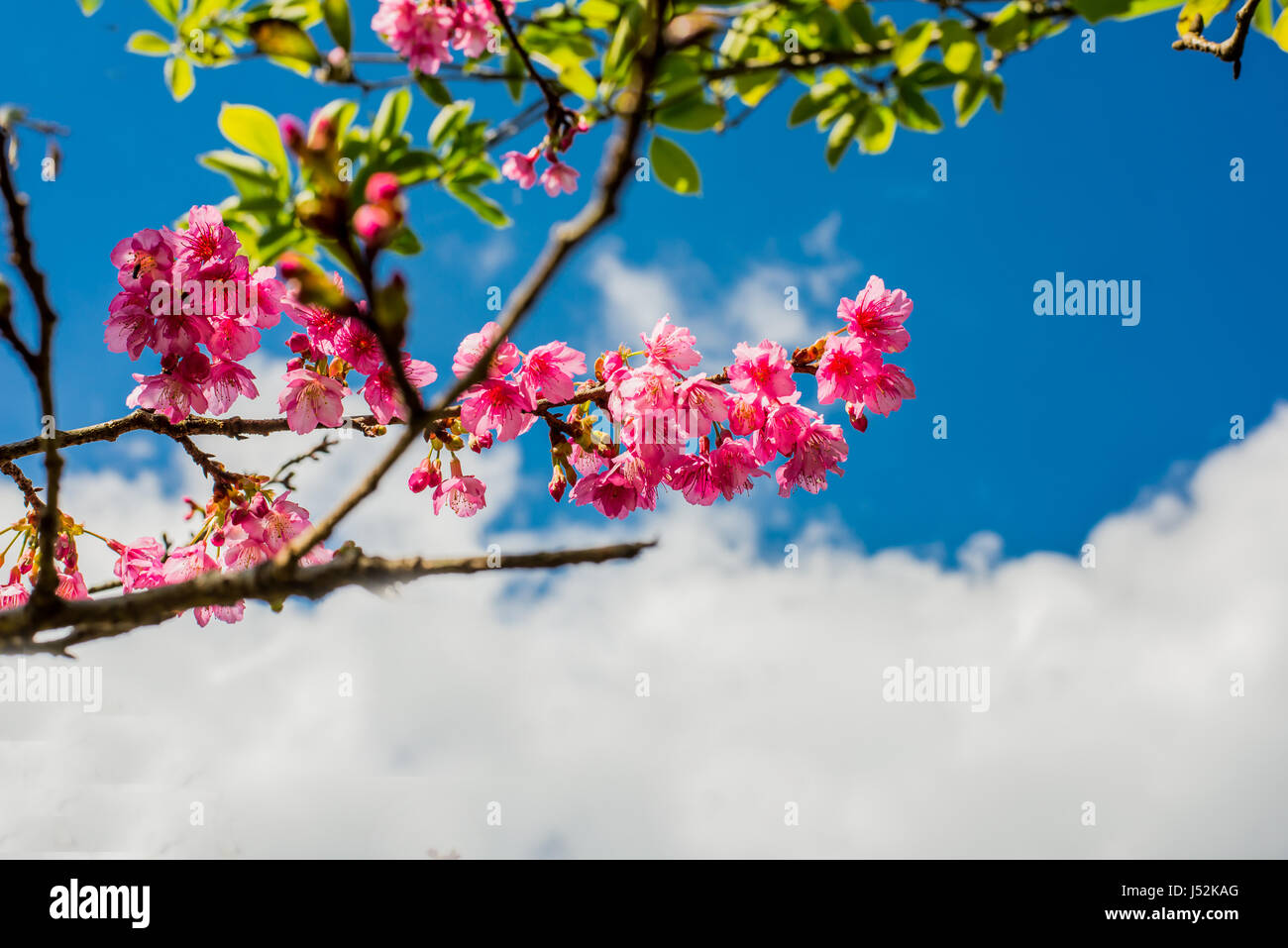 blooming Sakura flower and Cherry bossom tree Stock Photo - Alamy