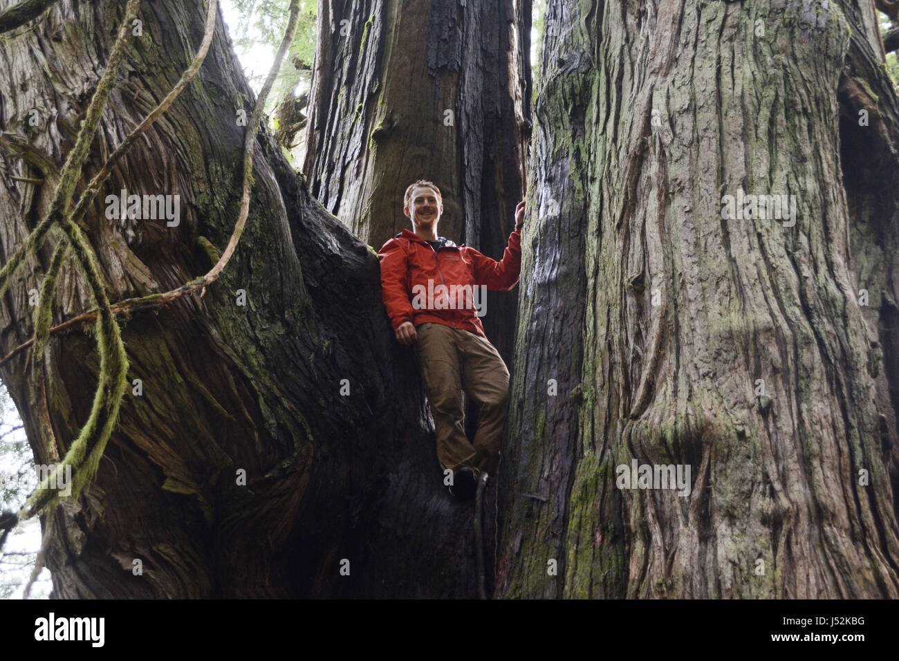 Western red cedar tree hi-res stock photography and images - Alamy
