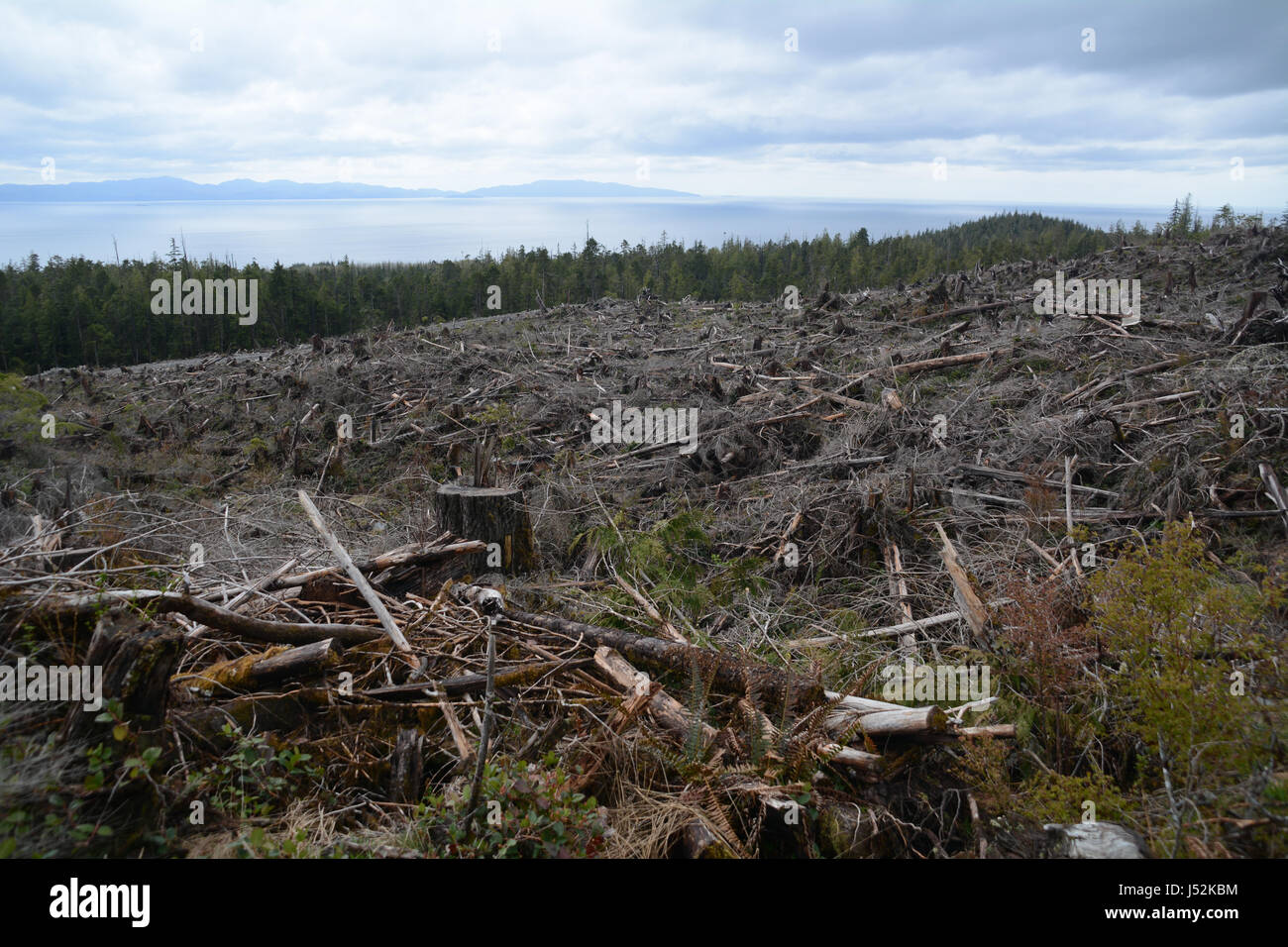 Logging slash in a second growth rainforest clearcut near the town of ...