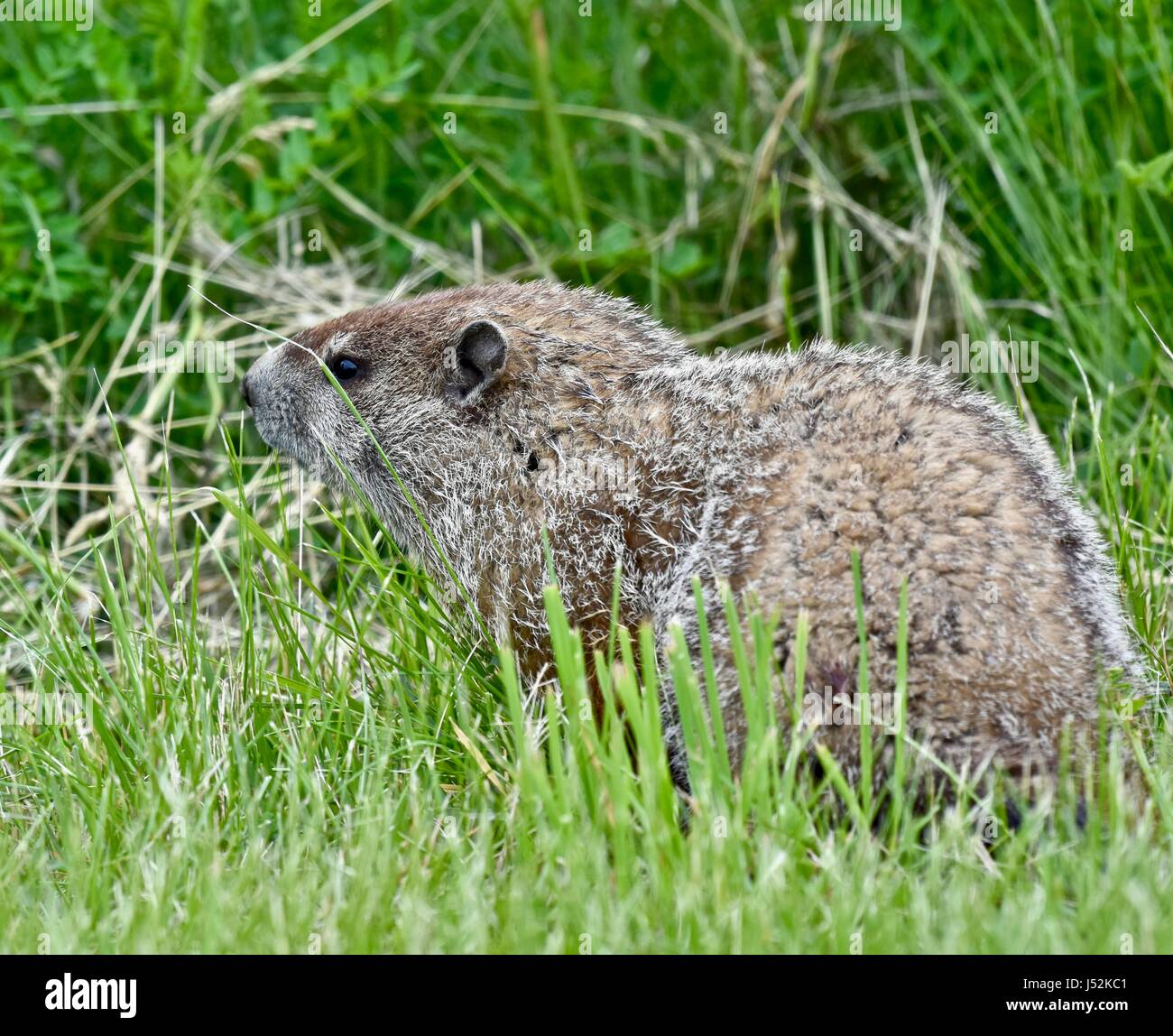 Groundhog (Marmota monax) in tall grass Stock Photo - Alamy