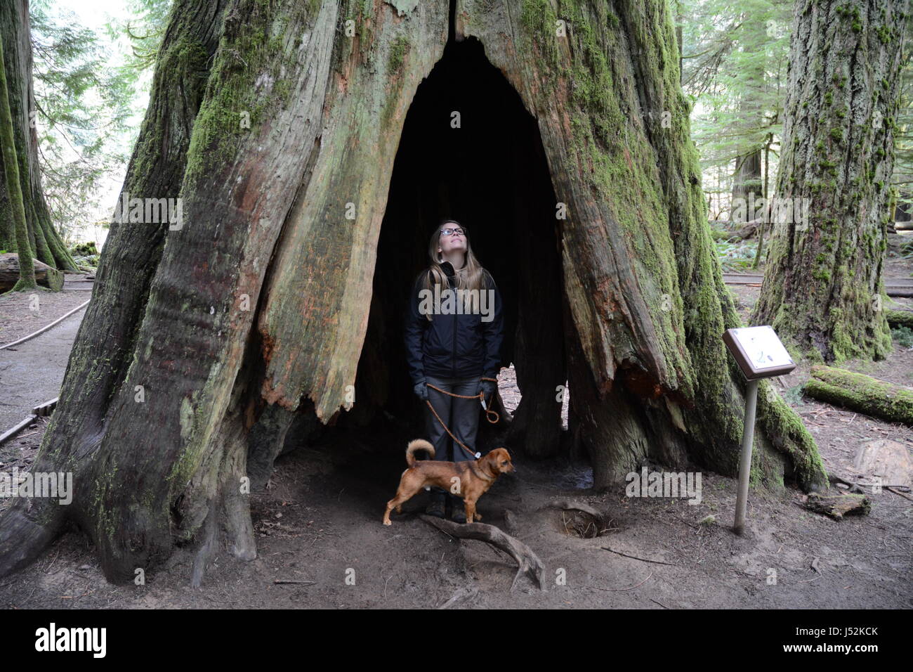 Old growth cedar tree High Resolution Stock Photography and Images - Alamy