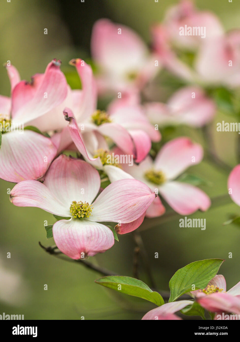 Cornus is a genus of woody plants in the family Cornaceae, commonly ...