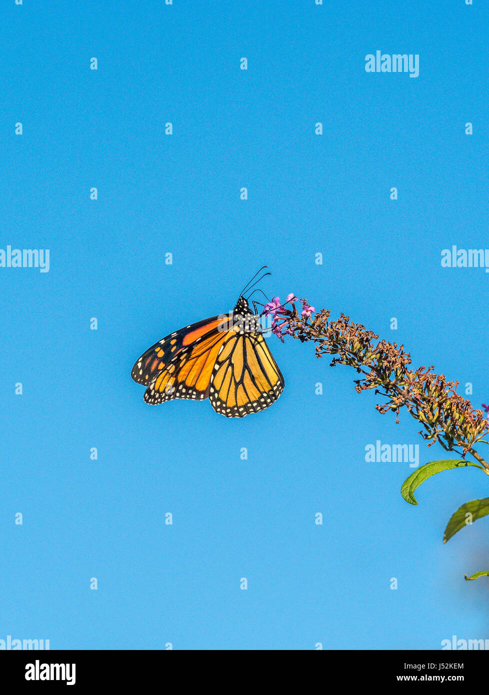 monarch butterfly (Danaus plexippus) is a milkweed butterfly (subfamily ...