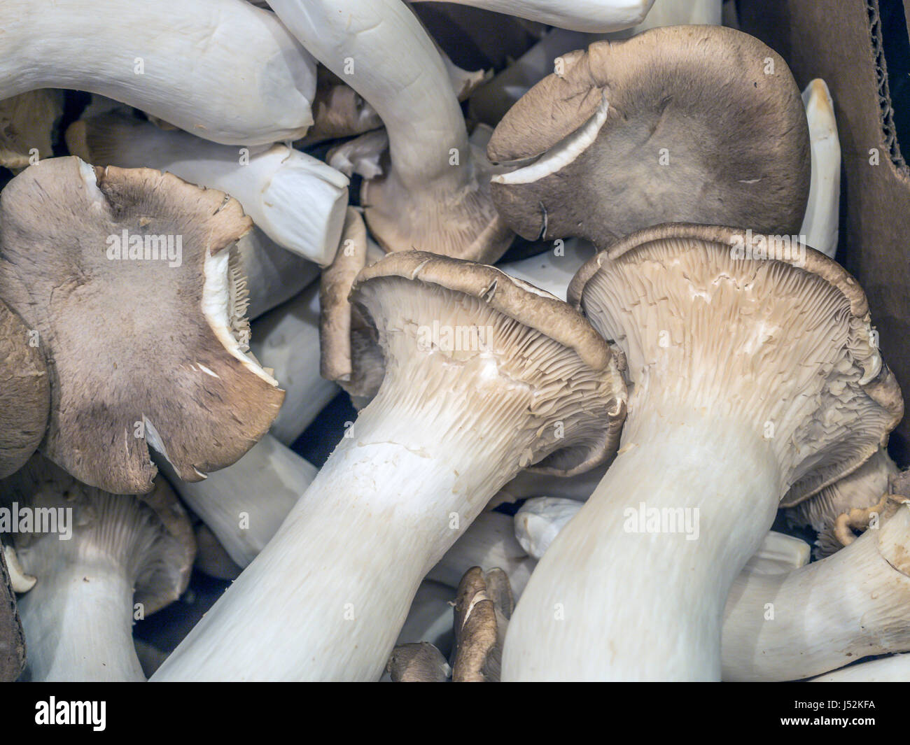 Trumpet Royale, is an edible mushroom native to Mediterranean regions ...