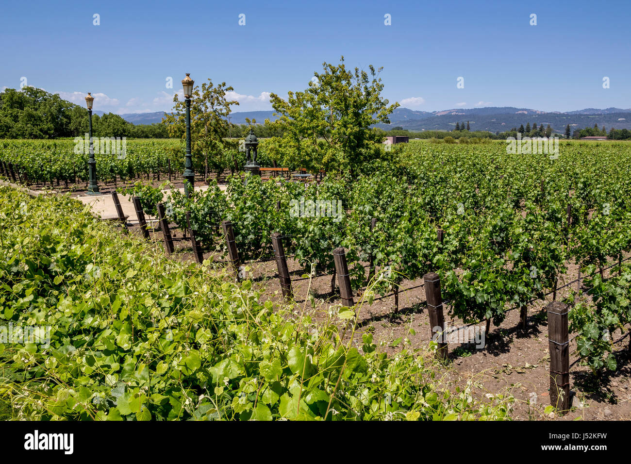 Inglenook winery hi-res stock photography and images - Alamy