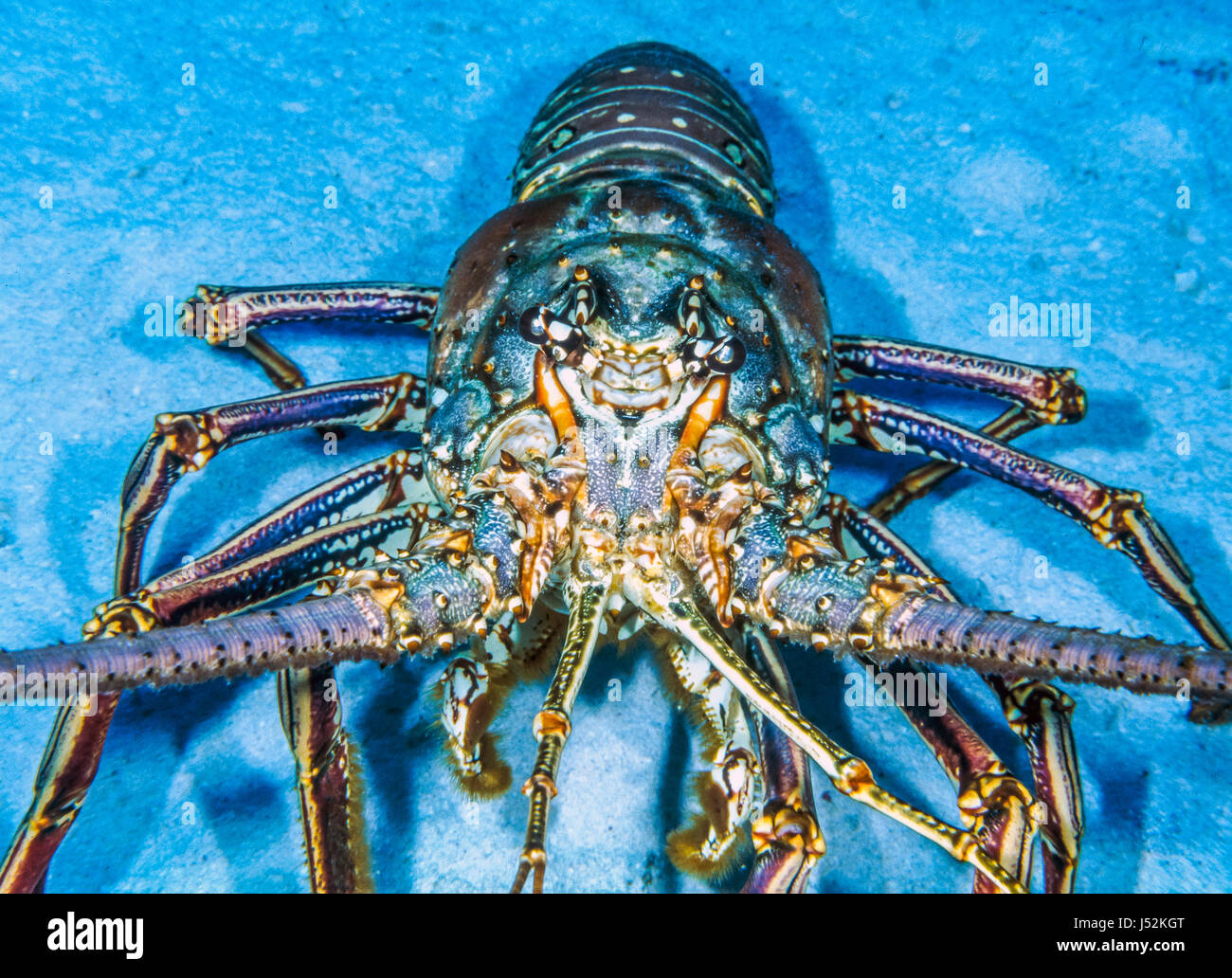 Lobsterette hi-res stock photography and images - Alamy
