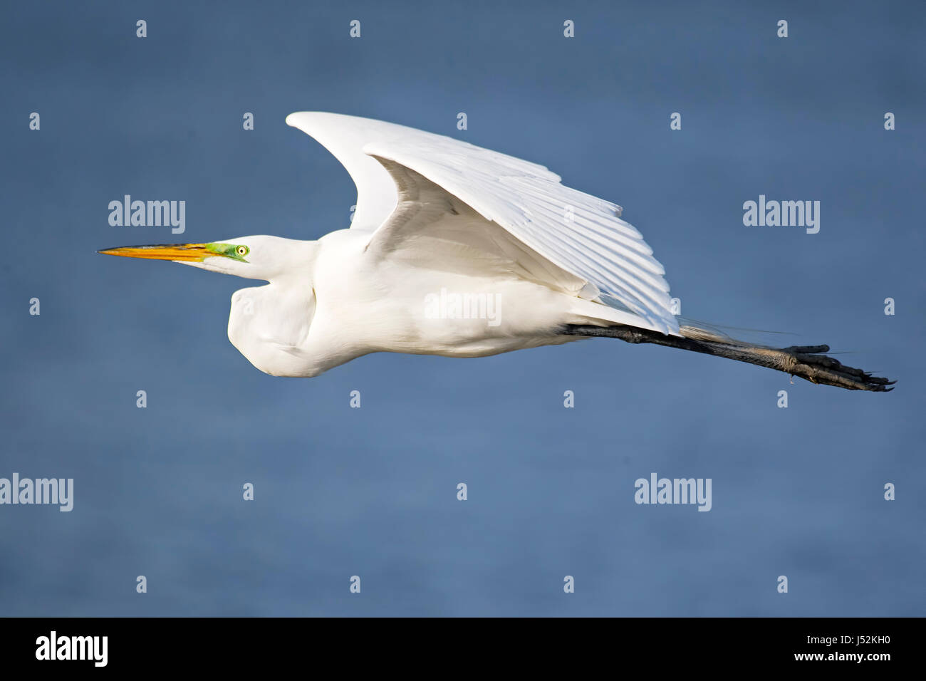 Great Egret in Flight Stock Photo - Alamy