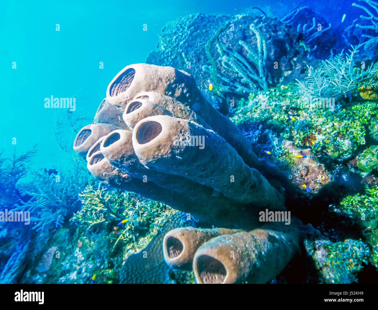Aplysina archeri,stove-pipe sponge is a species of tube sponge on coral ...