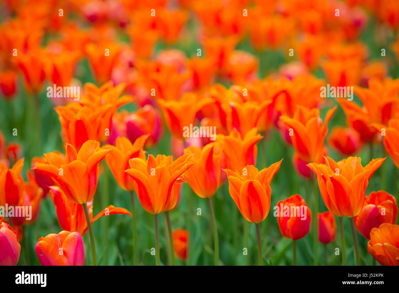 Tulip Flower Field Background Vibrant Spring Flowers Stock Photo - Alamy