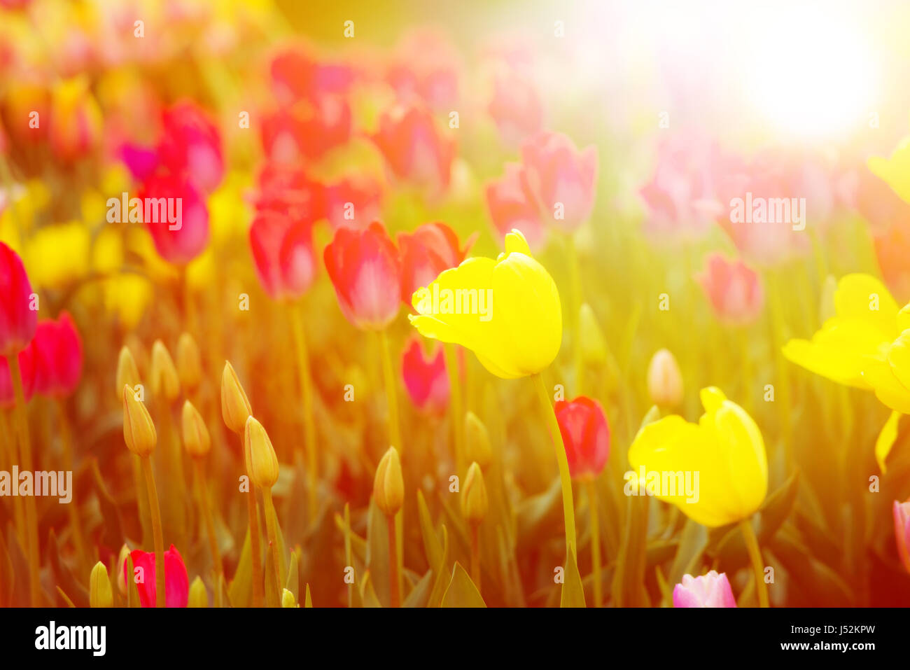 Tulip Flower Field Background Vibrant Spring Flowers at Sunset Stock ...