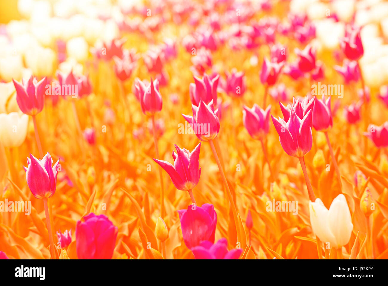 Tulip Flower Field Background Vibrant Spring Flowers at Sunset Stock ...