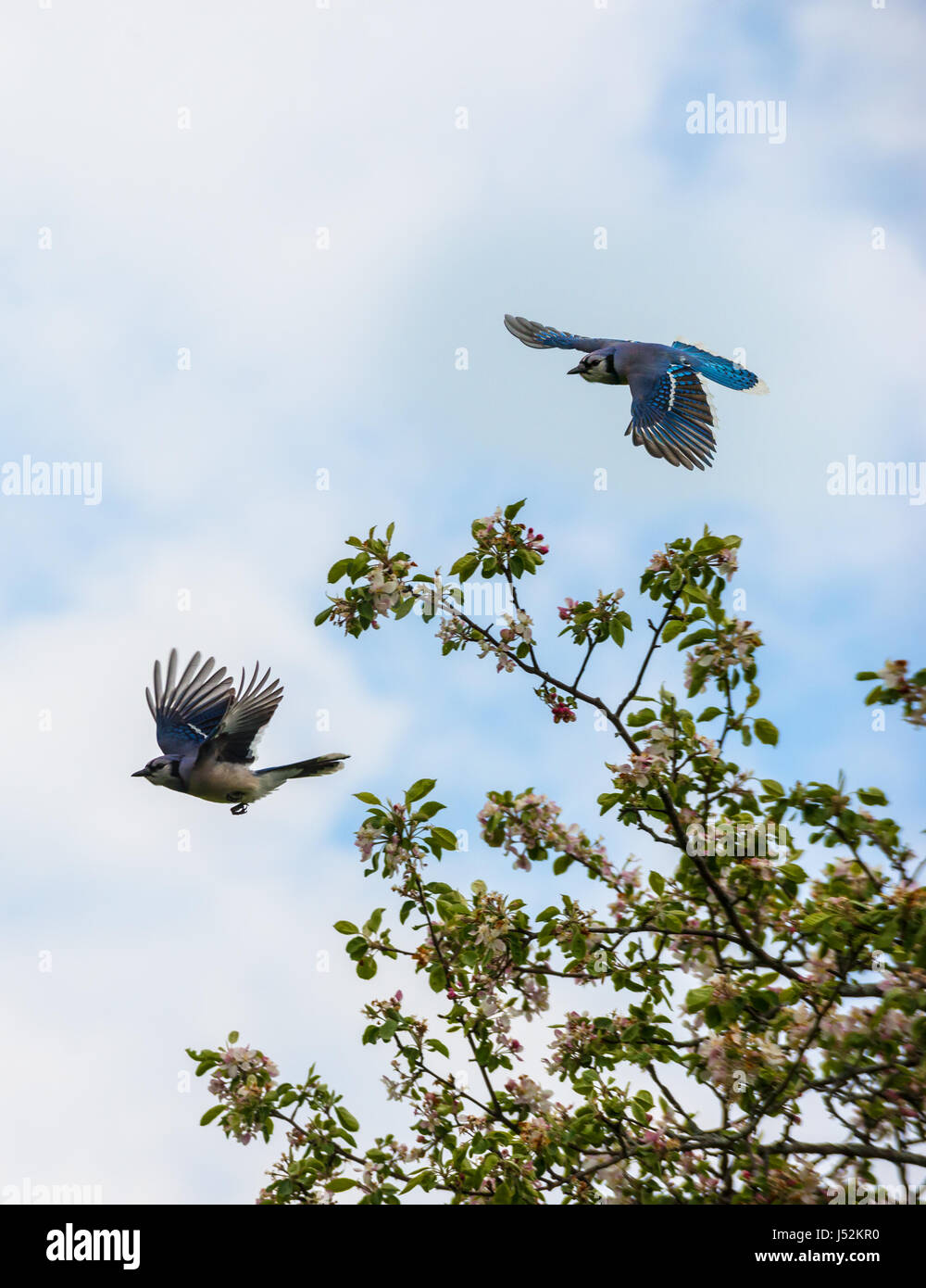 Two Blue Birds Flying