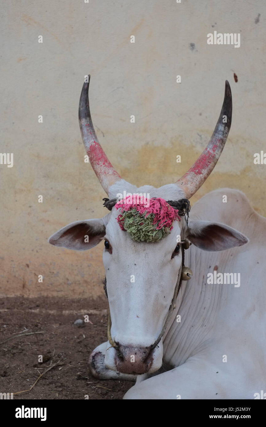 Cow - India Stock Photo - Alamy