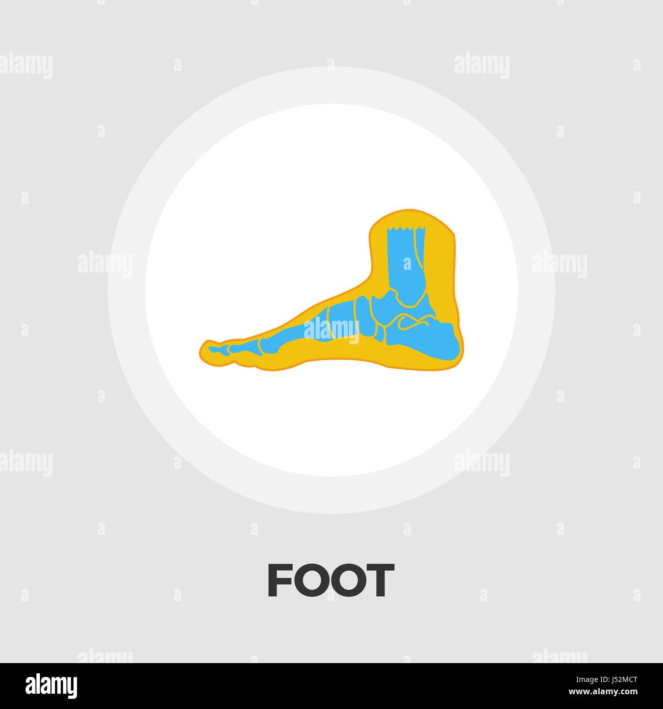 Foot anatomy icon vector. Flat icon isolated on the white background ...