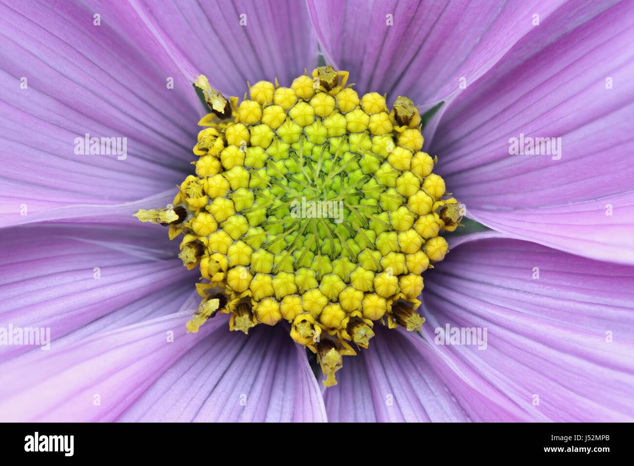Mexican aster cosmos bipinnatus hi-res stock photography and images - Alamy