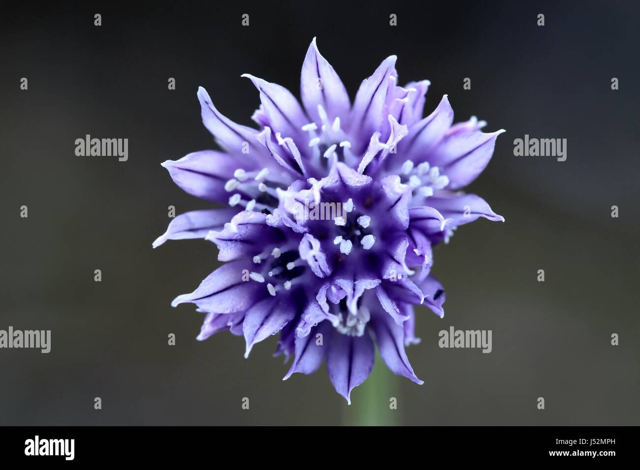 Chives, edible wild onion Stock Photo - Alamy