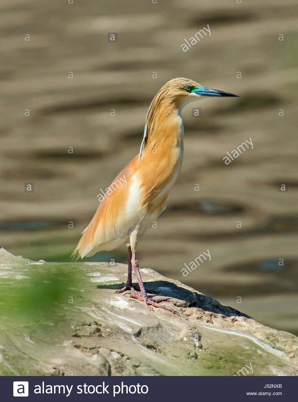 Squacco heron ardeola ralloides perched on stone wall by edge of river ...