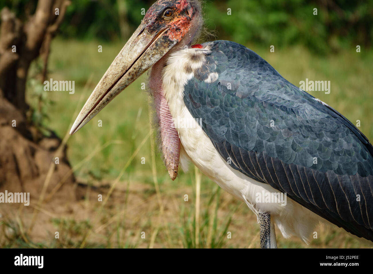 Marabou stork closeup Stock Photo - Alamy