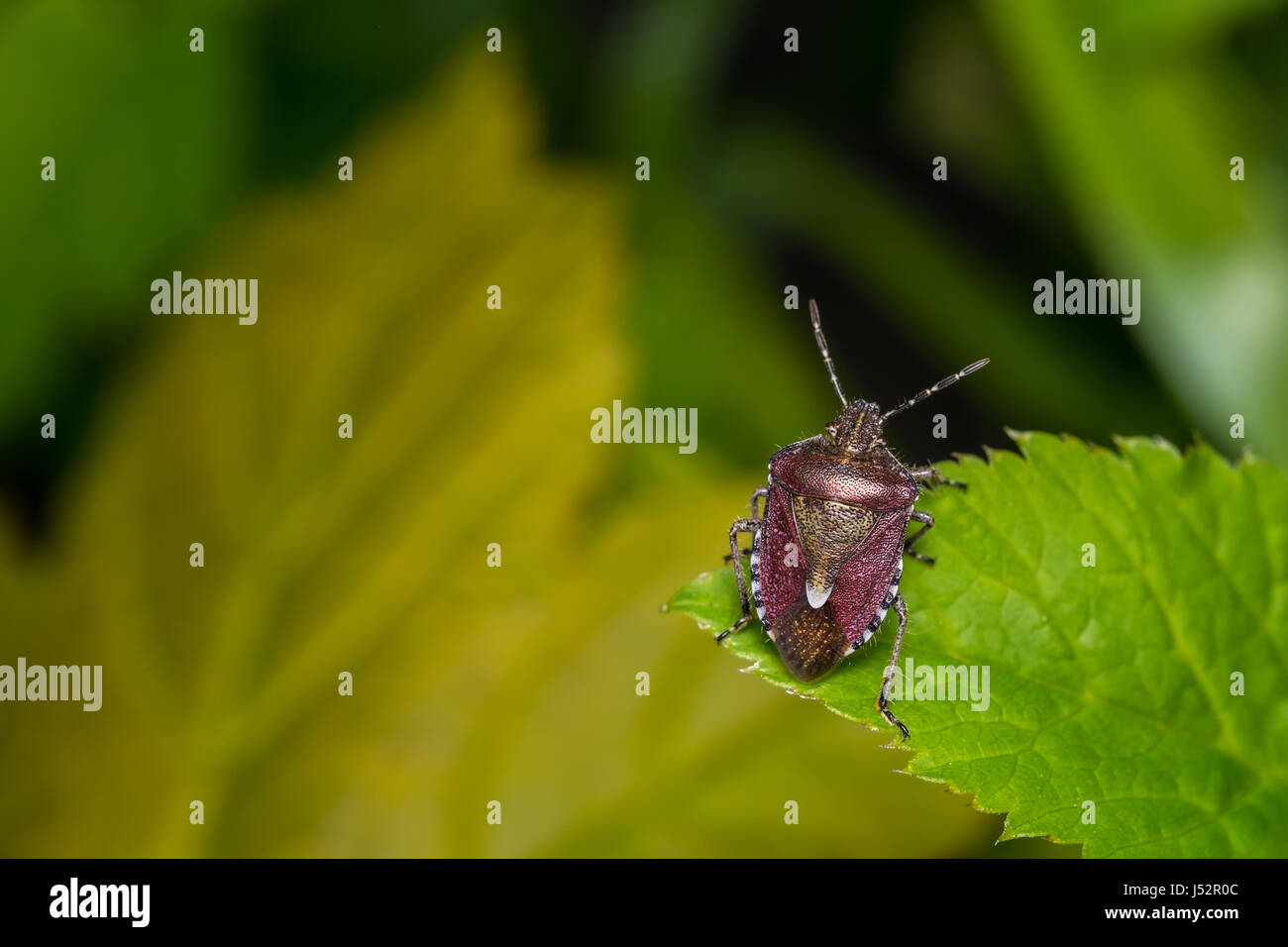 Small brown stink bug resting on a leaf Stock Photo - Alamy