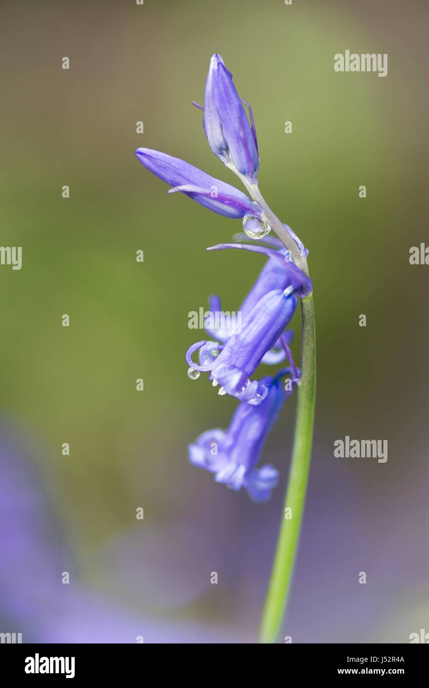 Uk bluebells rain hi-res stock photography and images - Alamy
