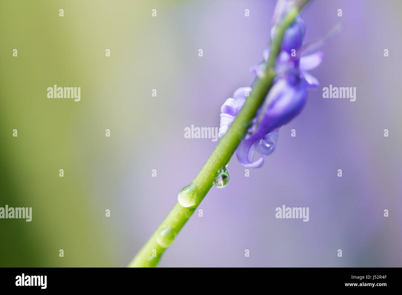 Uk bluebells rain hi-res stock photography and images - Alamy