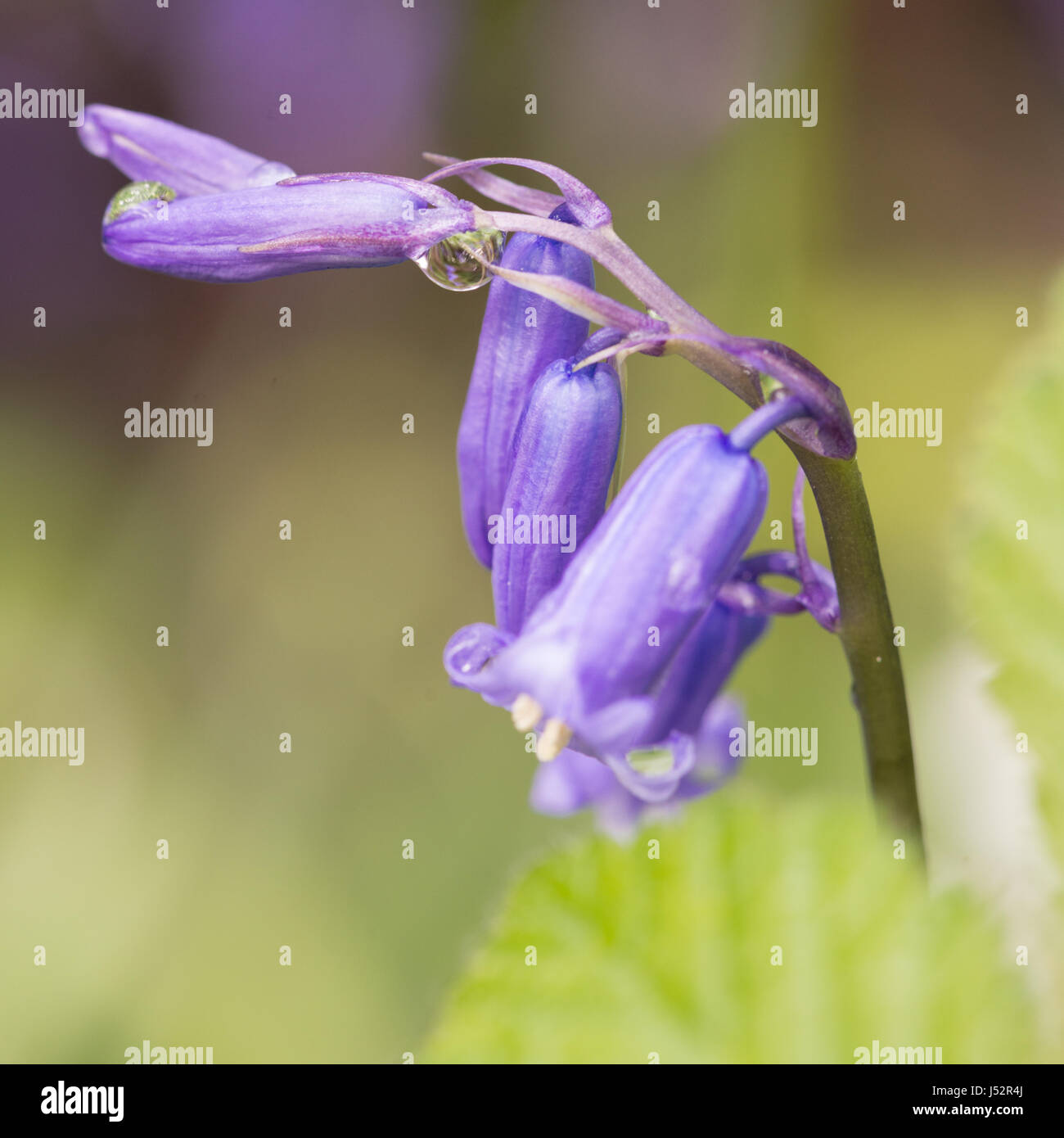 Bluebells plants hi-res stock photography and images - Alamy