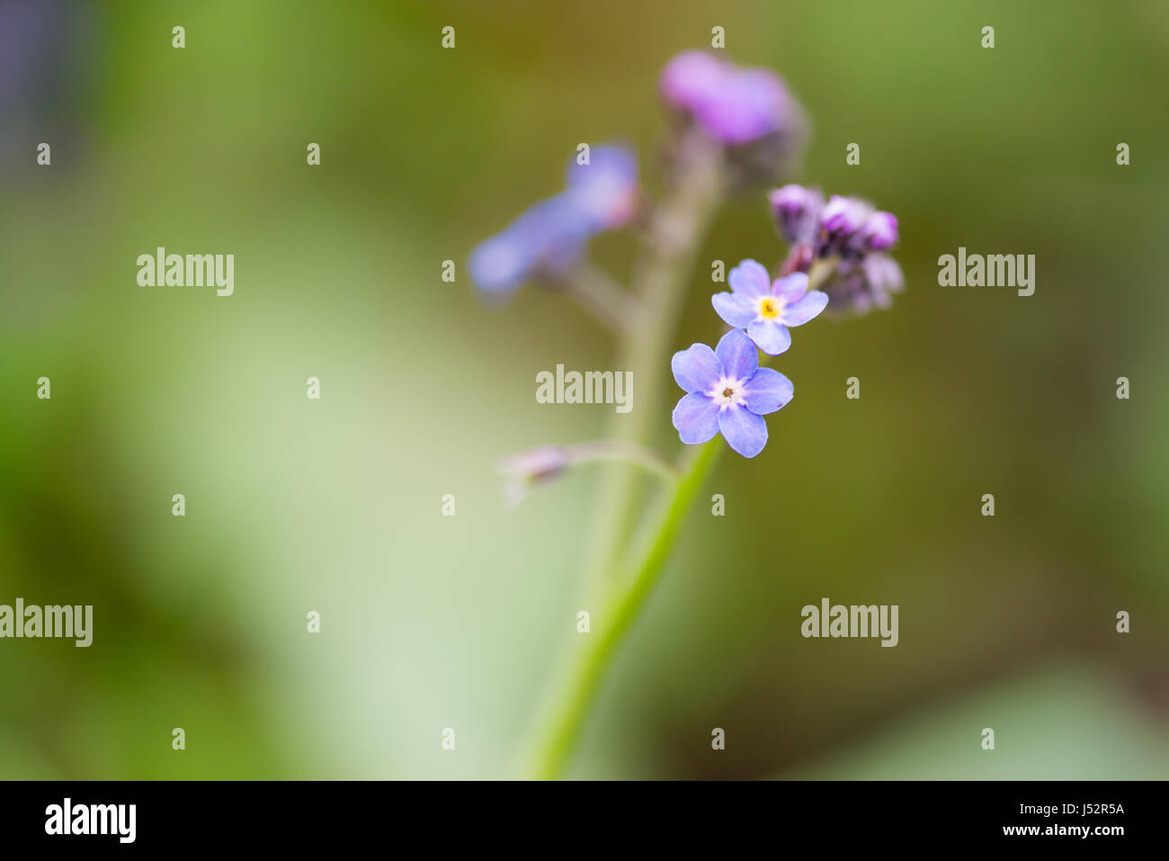 Forget me nots uk hi-res stock photography and images - Alamy