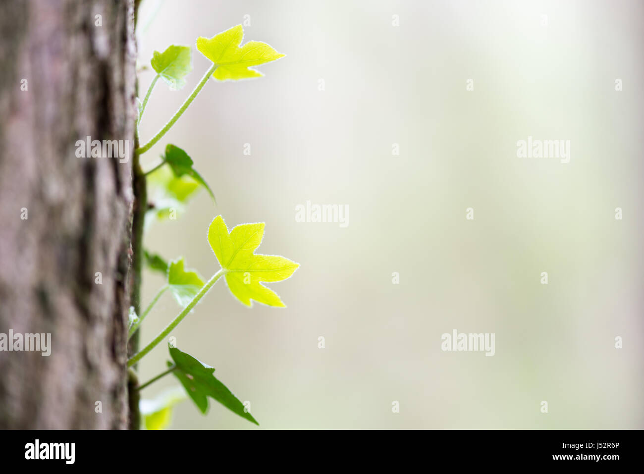 Sycamore leaf leaves spring green hi-res stock photography and images ...
