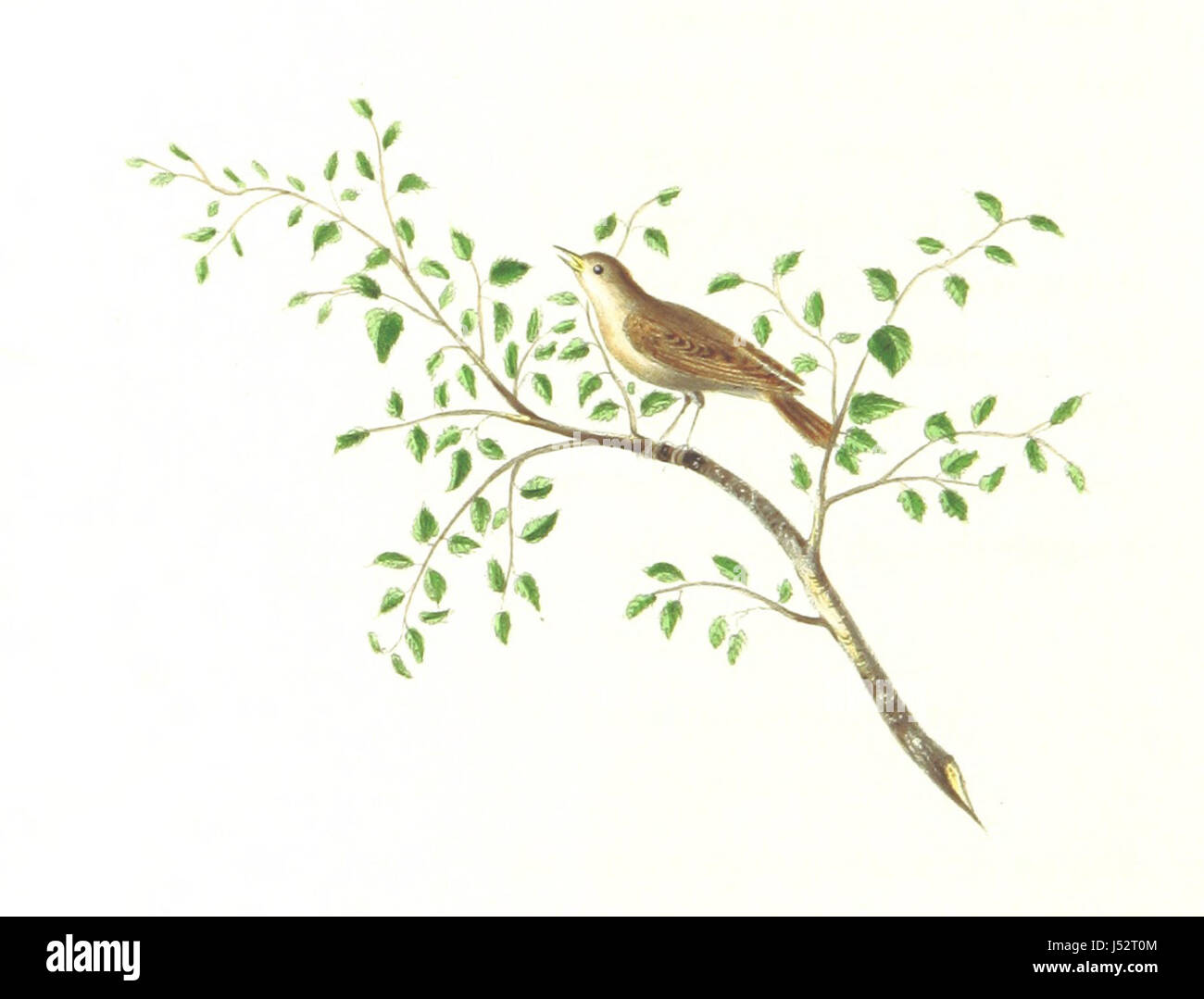 The Poetry of Birds, selected from various authors; with coloured ...