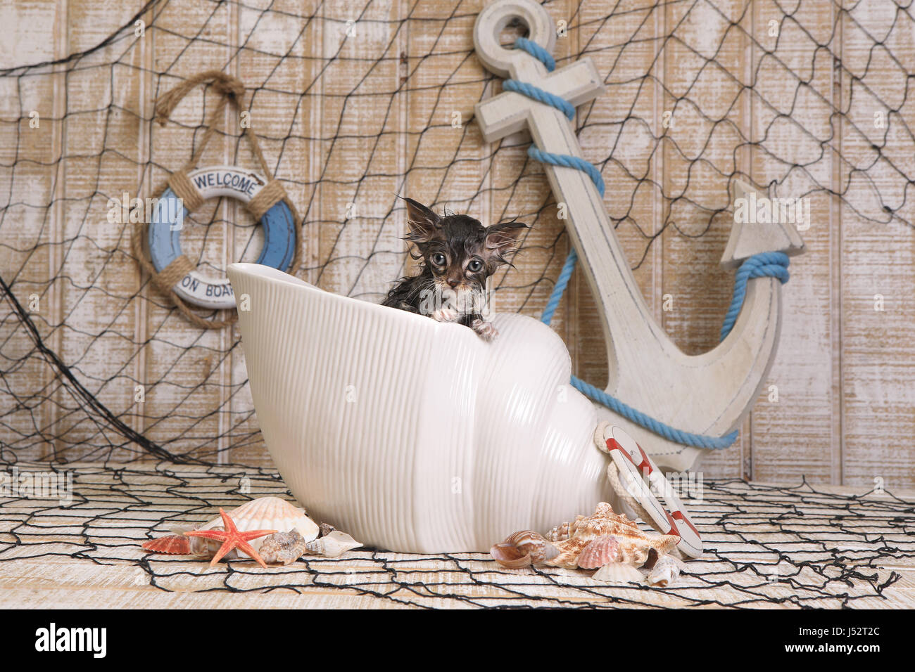 Adorable Dripping Wet Kitten on Ocean Themed Background Stock Photo - Alamy