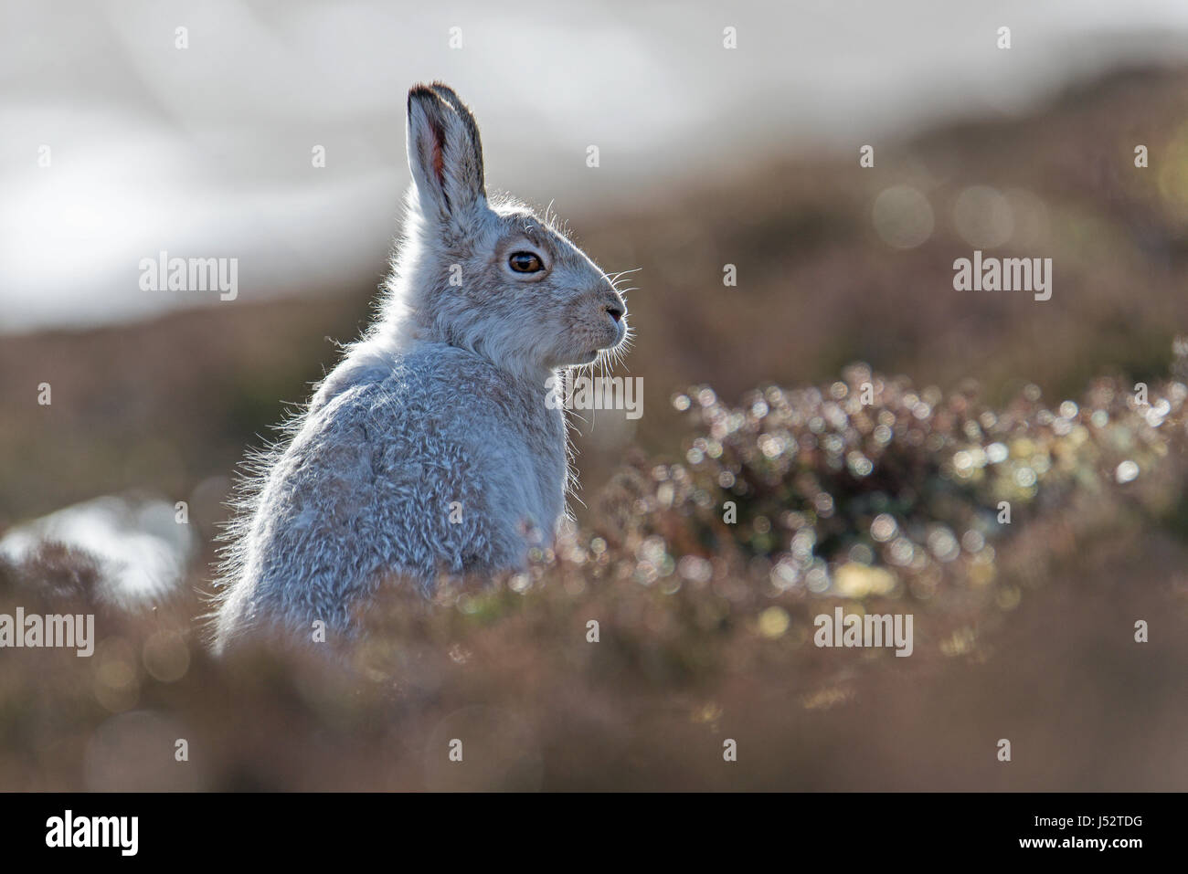 Hare side profile hi-res stock photography and images - Alamy