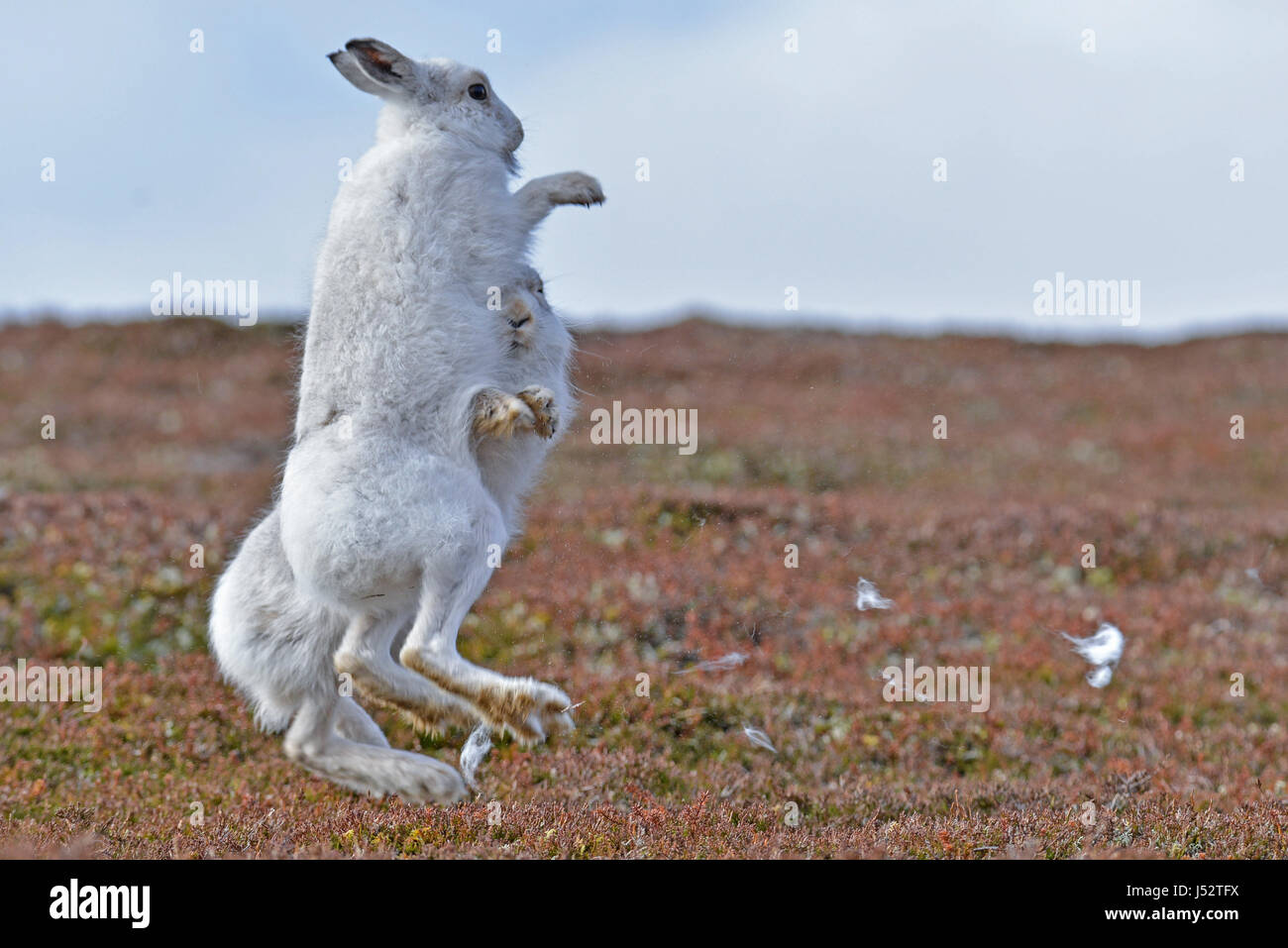 Boxing hares hi-res stock photography and images - Alamy
