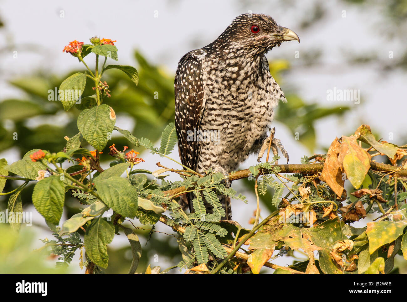 Indian koel hi-res stock photography and images - Alamy