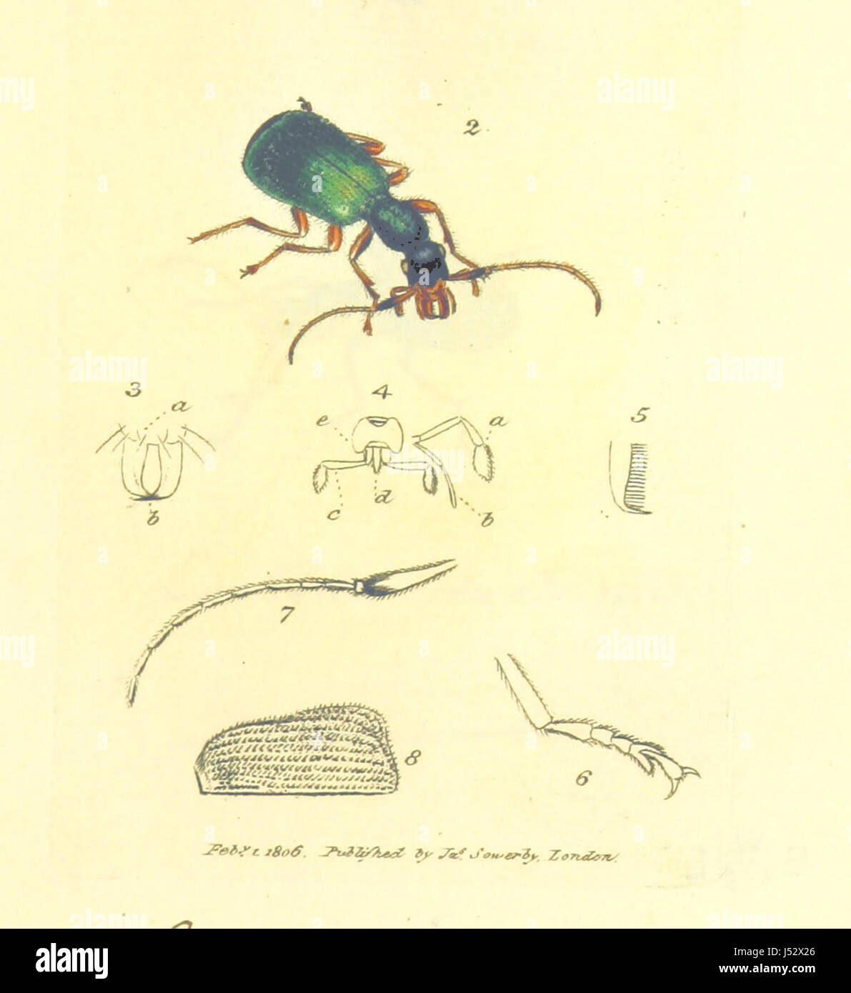 'The British Miscellany' is an illustrated work that presents colored ...