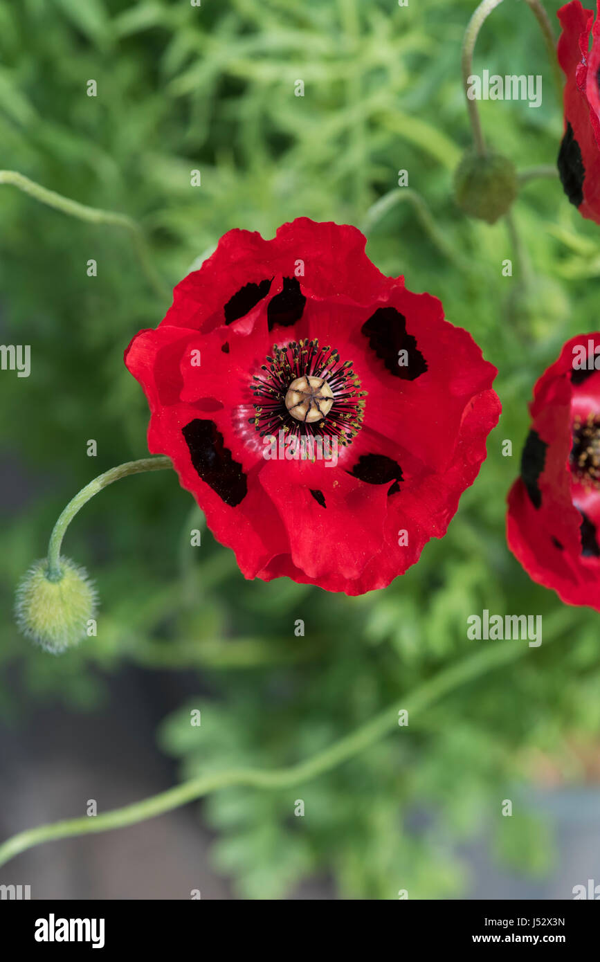 Papaver commutatum. Ladybird poppies in a flower border display. UK ...