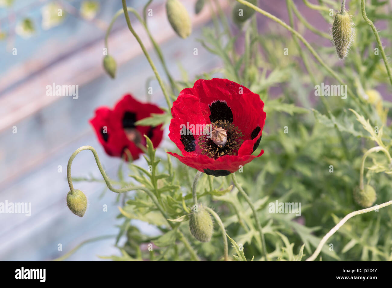 Papaver commutatum. Ladybird poppies in a flower border display. UK ...