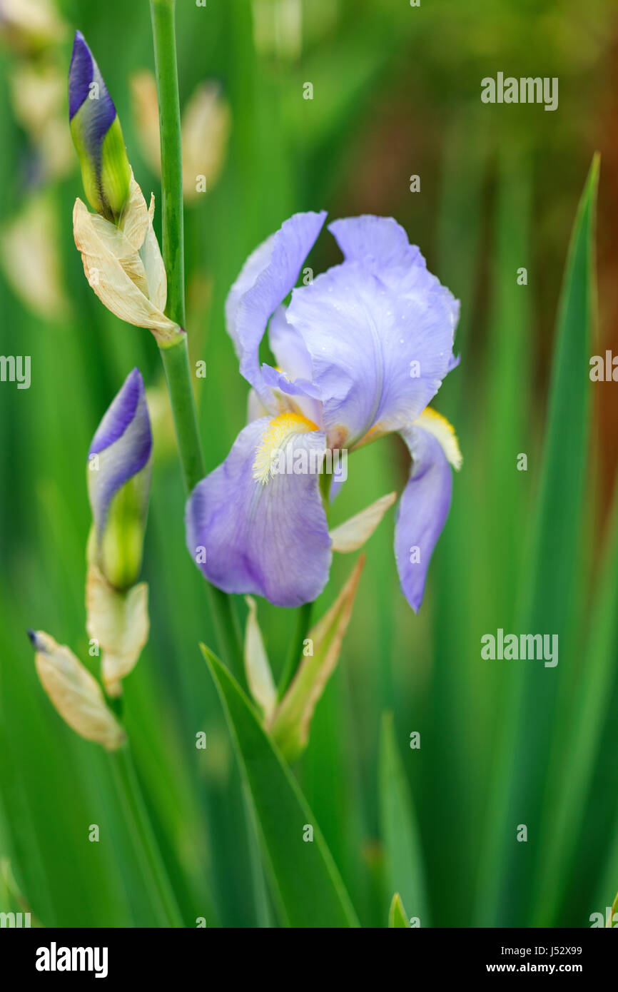 Close up photo of Iris flower in the garden Stock Photo - Alamy
