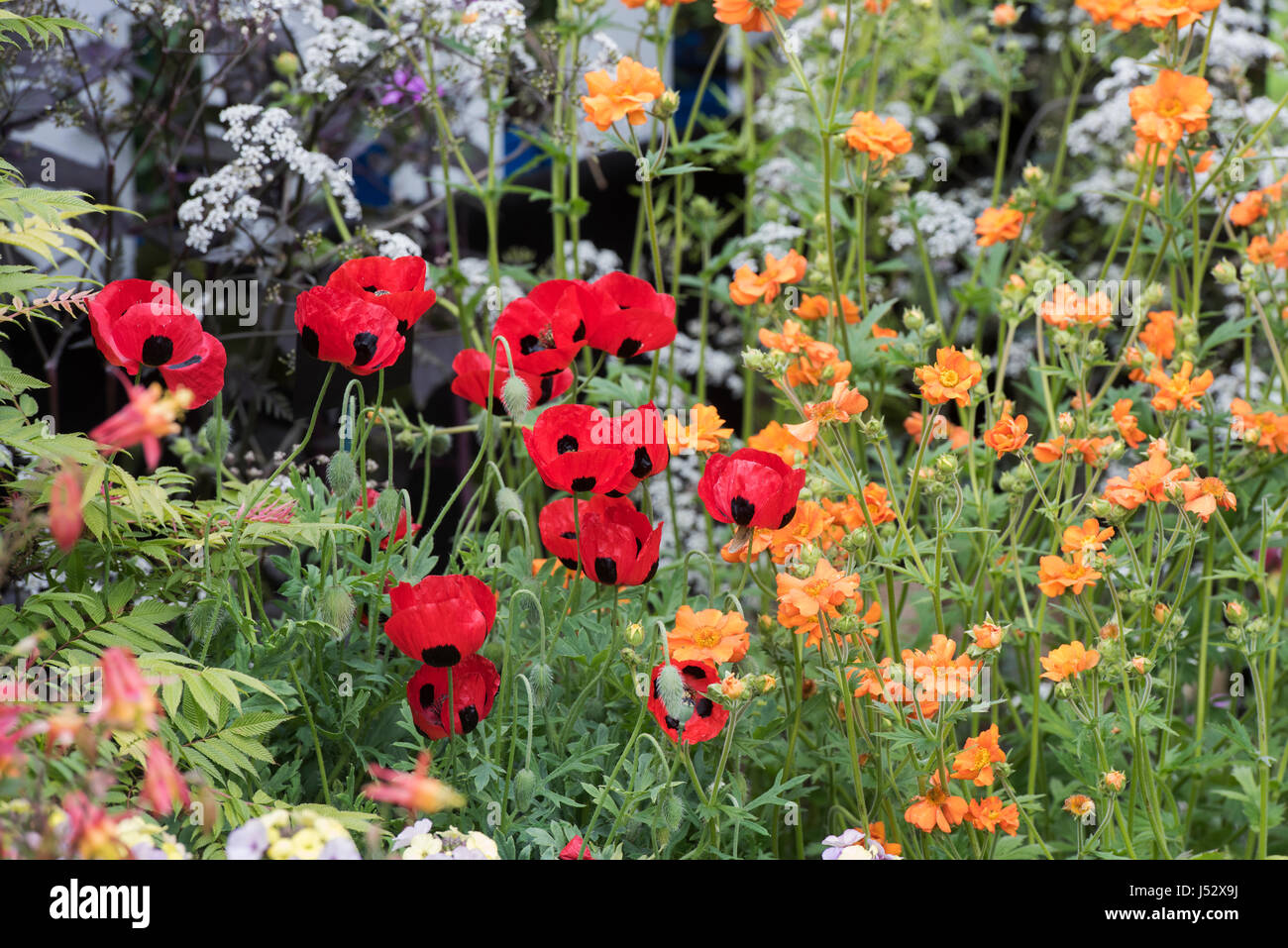 Papaver commutatum. Ladybird poppies in a flower border display. UK ...