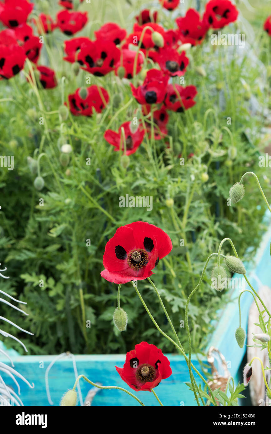 Papaver commutatum. Ladybird poppies in a flower border display. UK ...