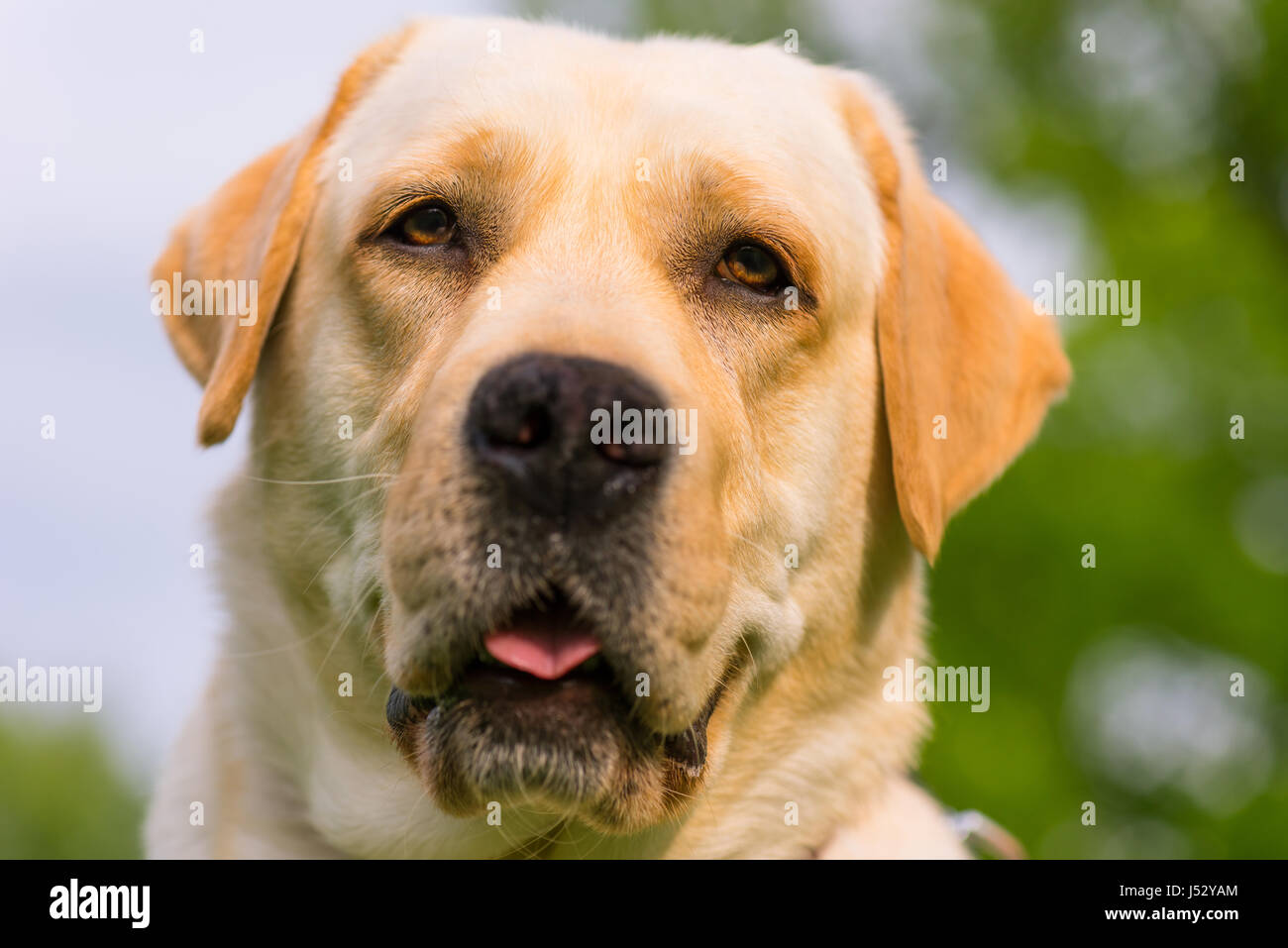 Labrador close up in green field hi-res stock photography and images ...