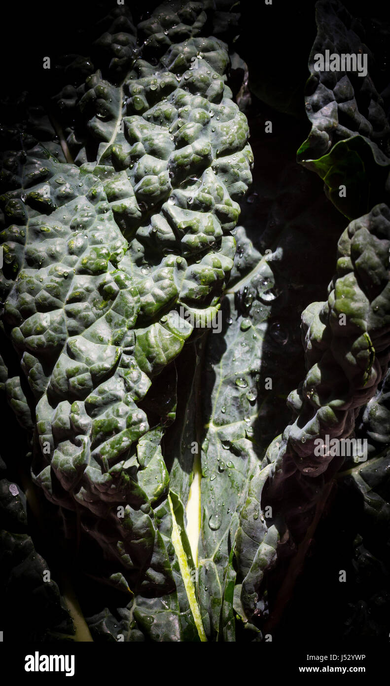 Fresh kale macro shot on top view Stock Photo - Alamy