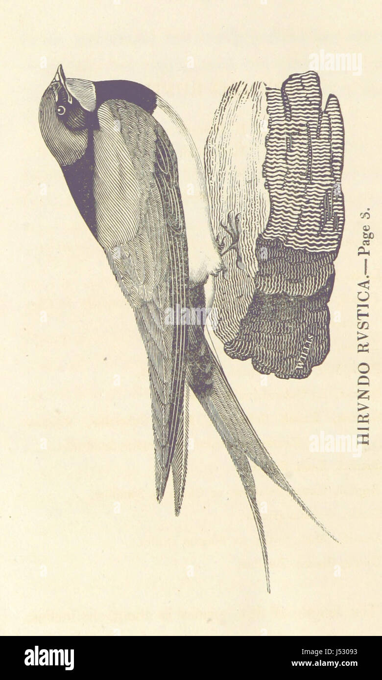 Observations of the natural history of the swallow tribe; with ...