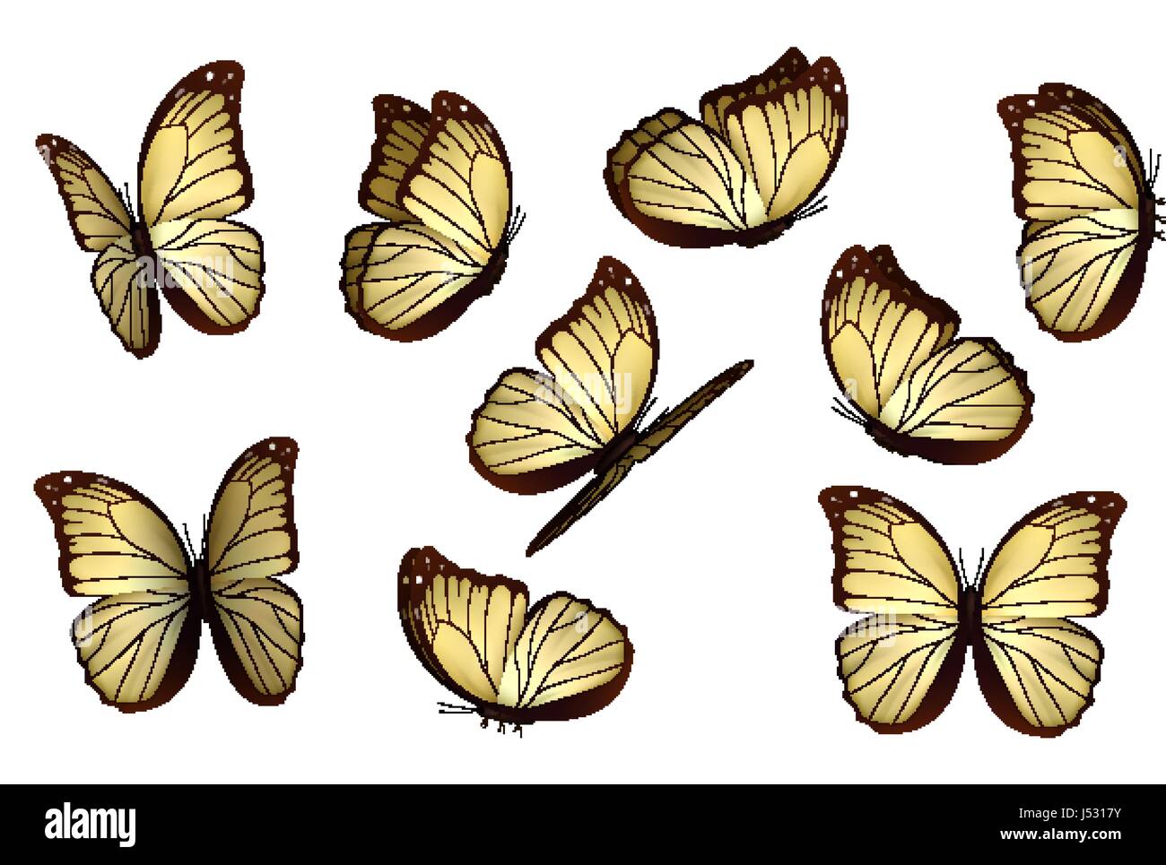 Set colorful isolated butterflies. View Insects Lepidoptera Morpho ...