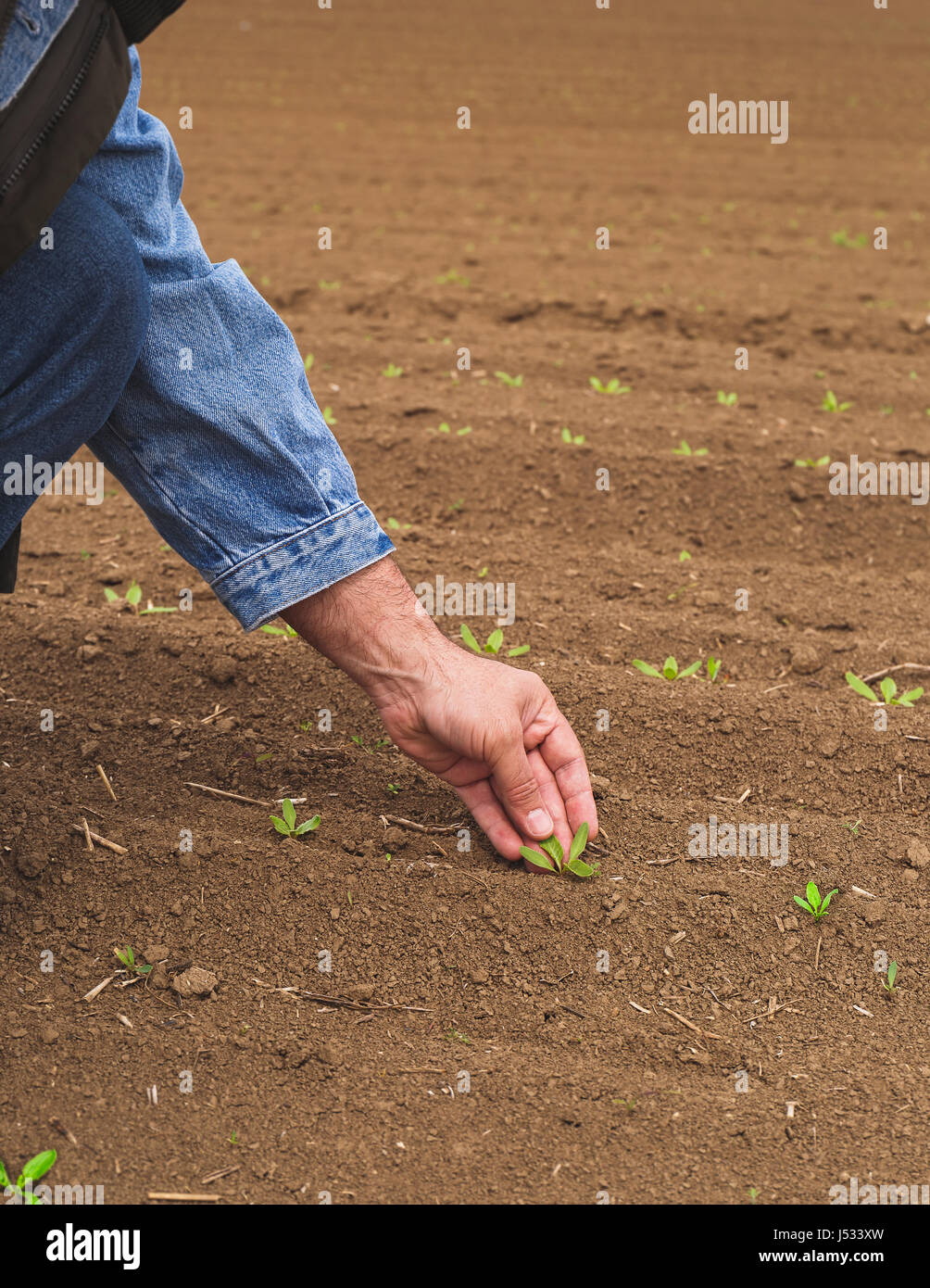 Farmer examining crop. Farmer's hand check quality of sprout in early ...