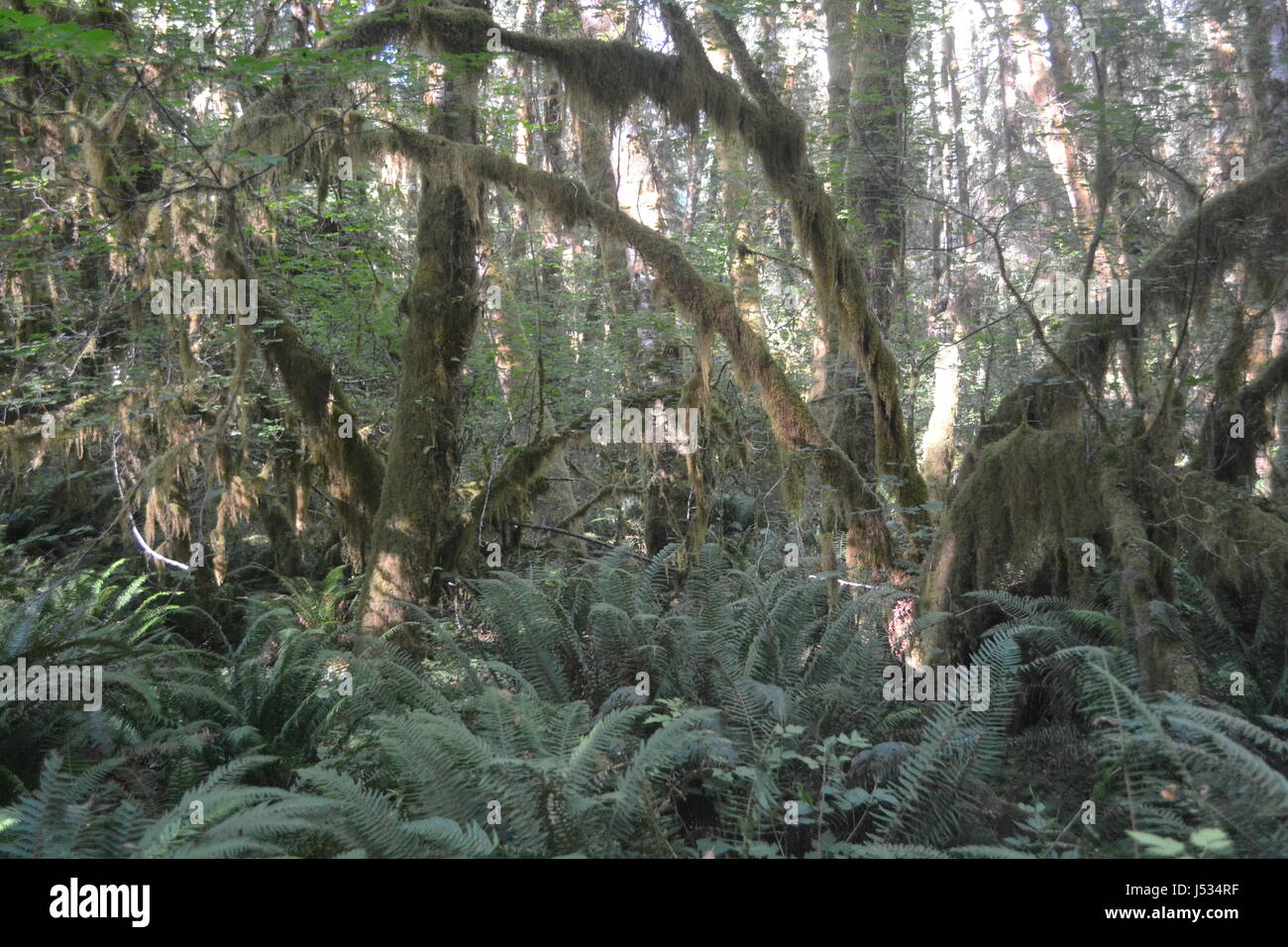 The land of the Ewoks Stock Photo - Alamy