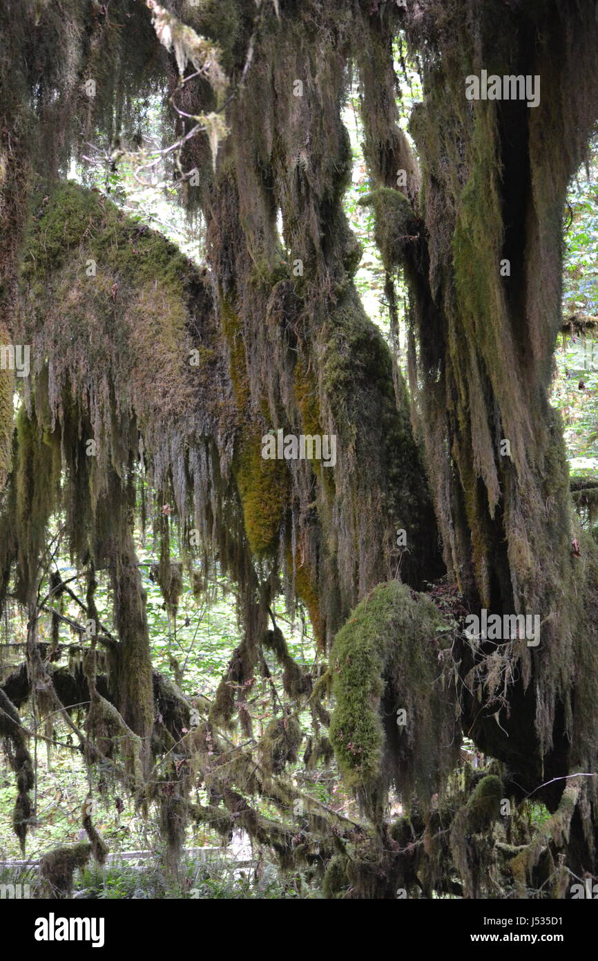 Old man beards hi-res stock photography and images - Alamy
