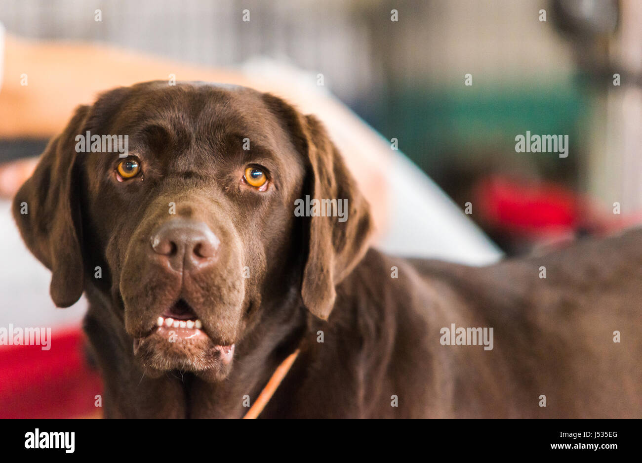 Brown labrador retriever hi-res stock photography and images - Alamy