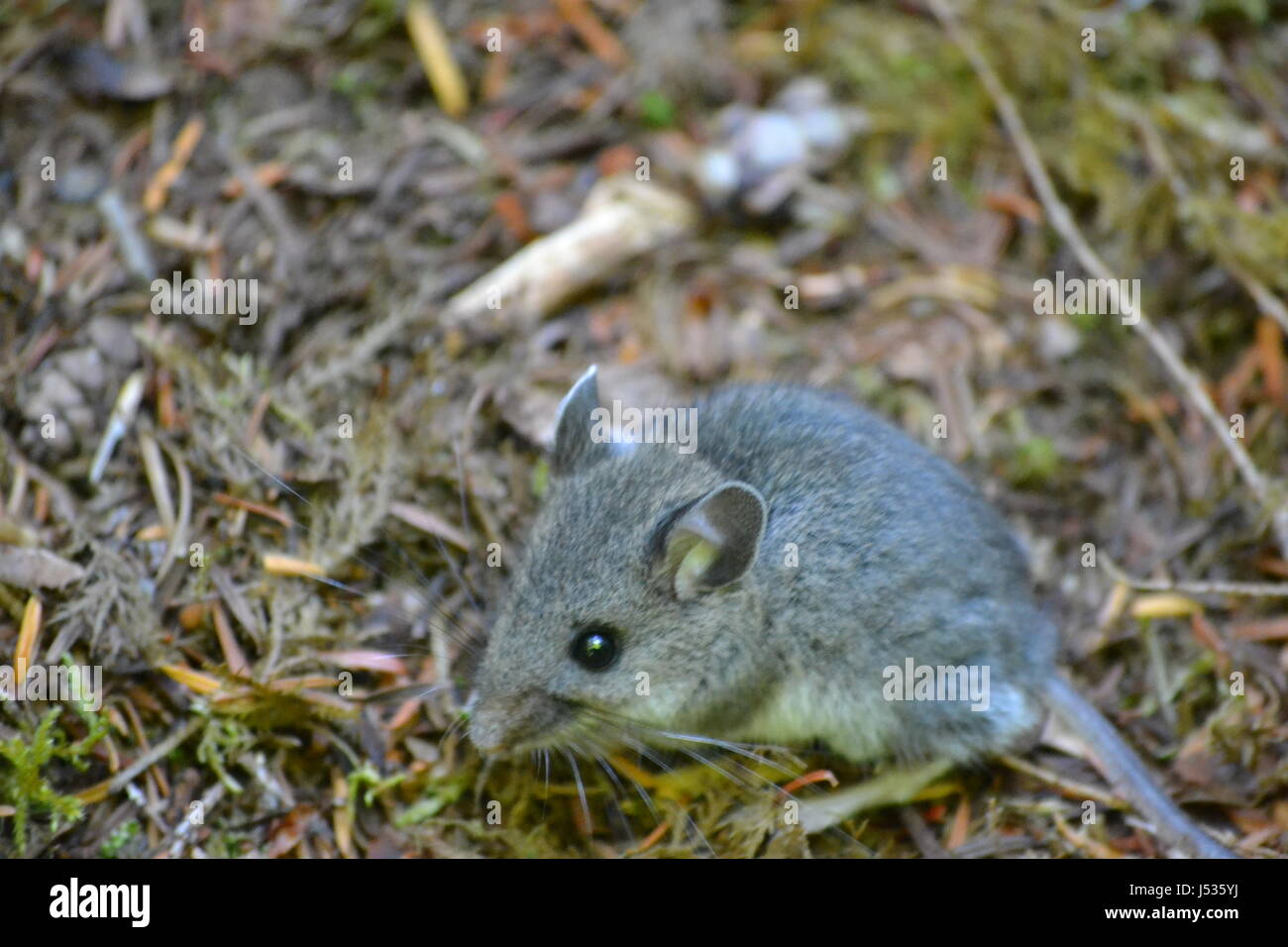 Nibbler hi-res stock photography and images - Alamy