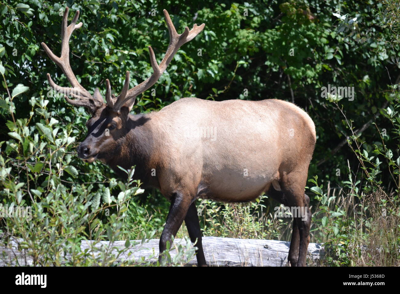 Roosevelt elk hi-res stock photography and images - Alamy